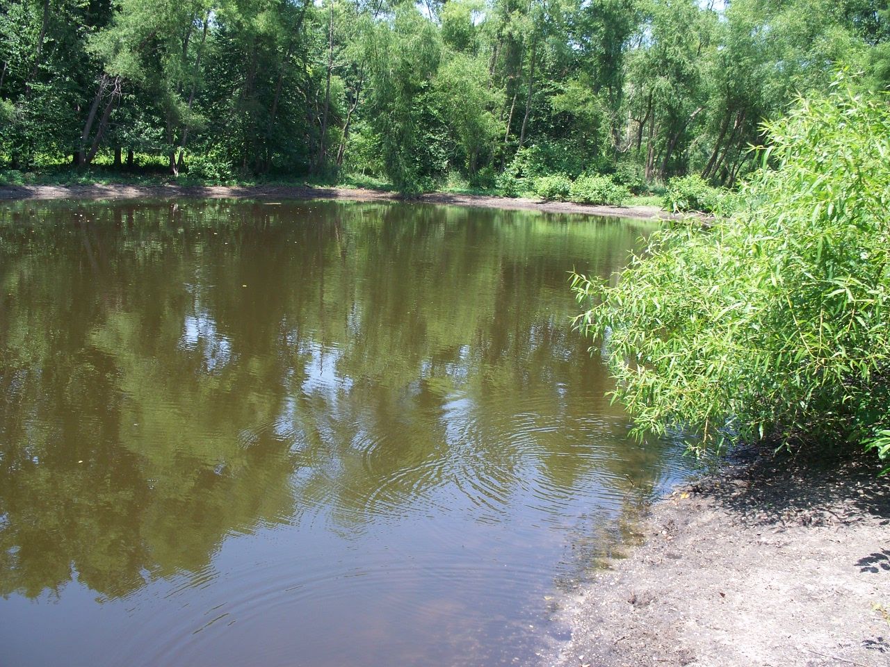 Do GSH contribute to muddy water conditions? - Pond Boss Forum